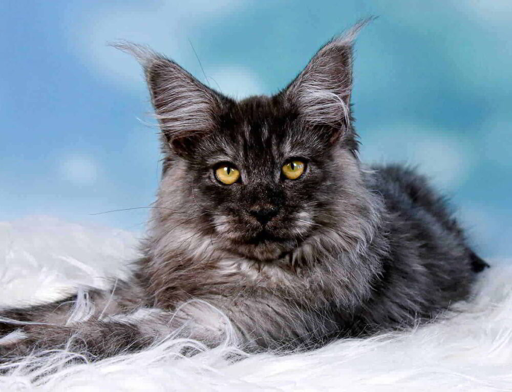 Maine Coon Gesundheit - so bleibt Ihre Katze fit